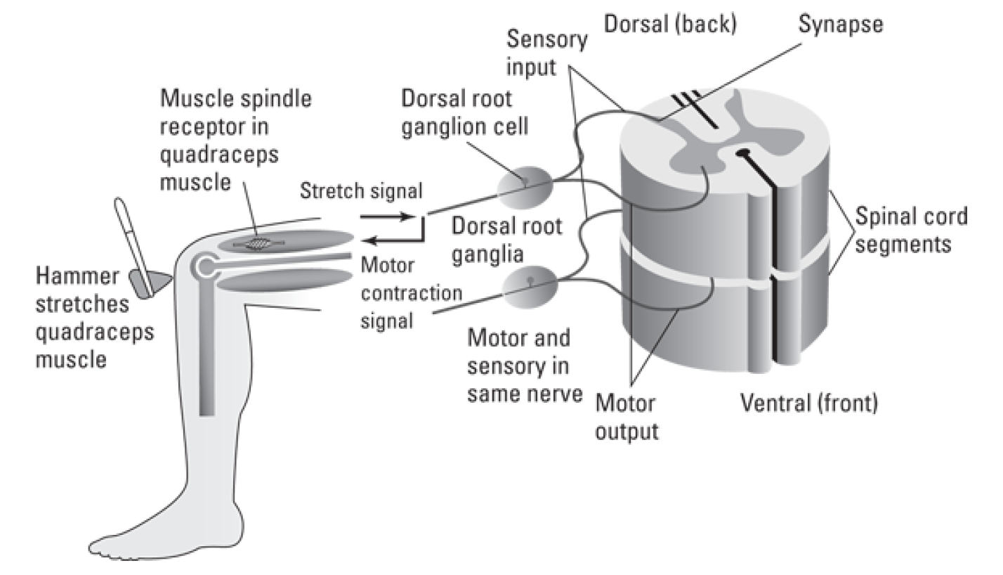 02. All about the Brain and Spinal Cord - Deep Learning Bible - N ...